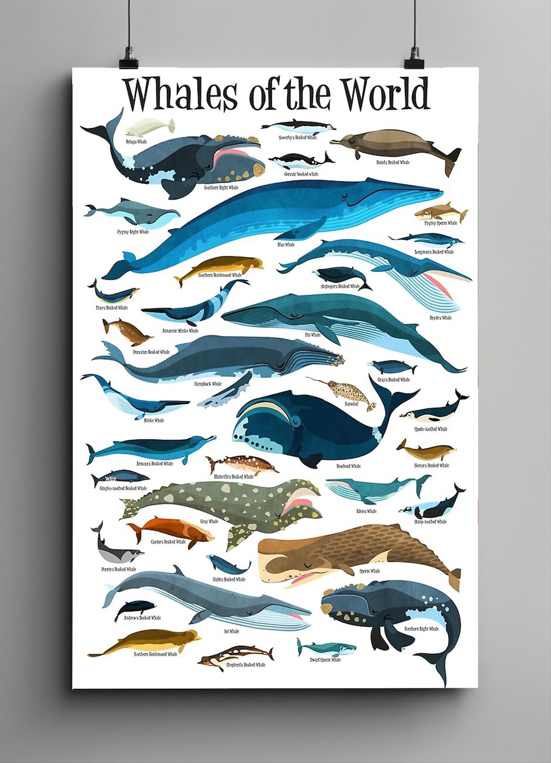 Whales of the World Poster, Whale and Ship, Unique Whales, Ocean Wall ...