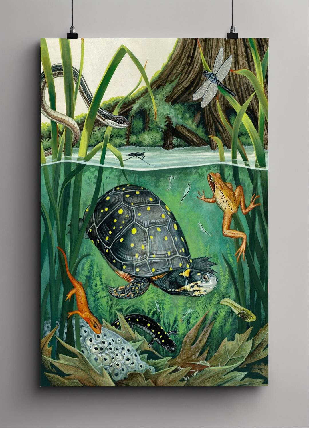 Vernal Pool Ecosystem Art Print – Aquatic Wildlife Turtle Frog Snake ...