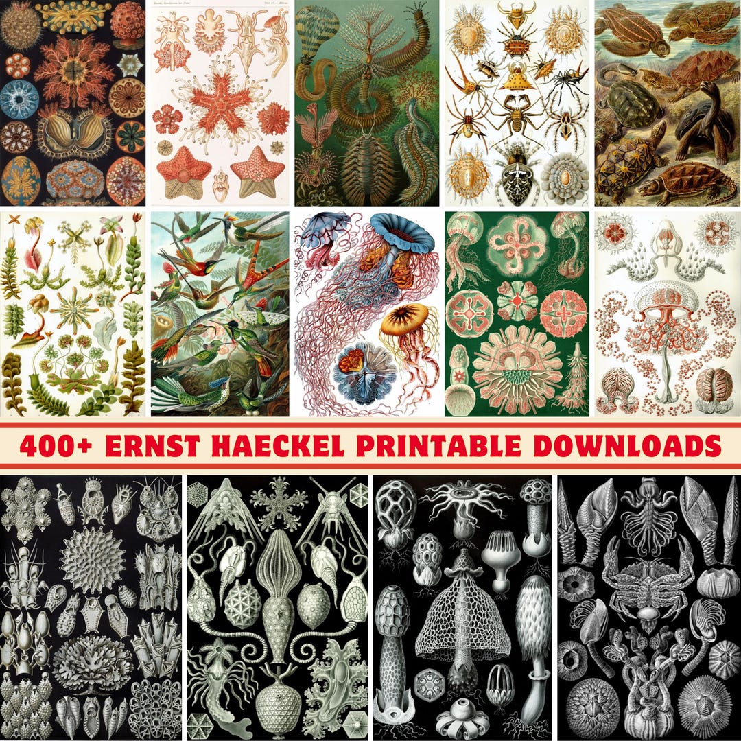 400+ Ernst Haeckel Art Collection | 300 DPI Printable | Digital Print ...