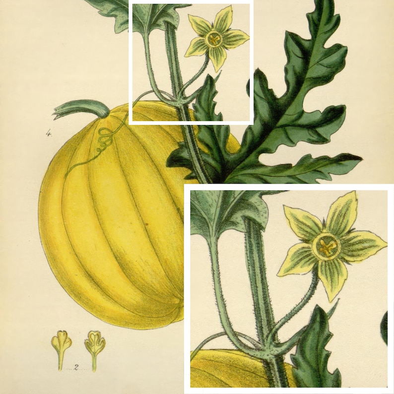 Vintage Botanical Illustration Prints: 1755 Image Set (digital Download ...