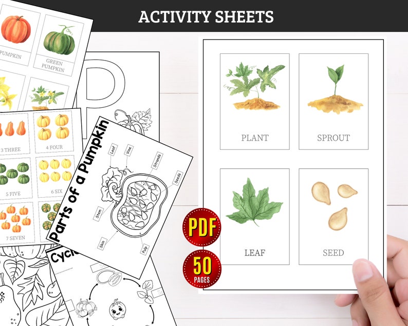 Pumpkin Life Cycle Worksheet: Homeschool Learning Activities (halloween ...