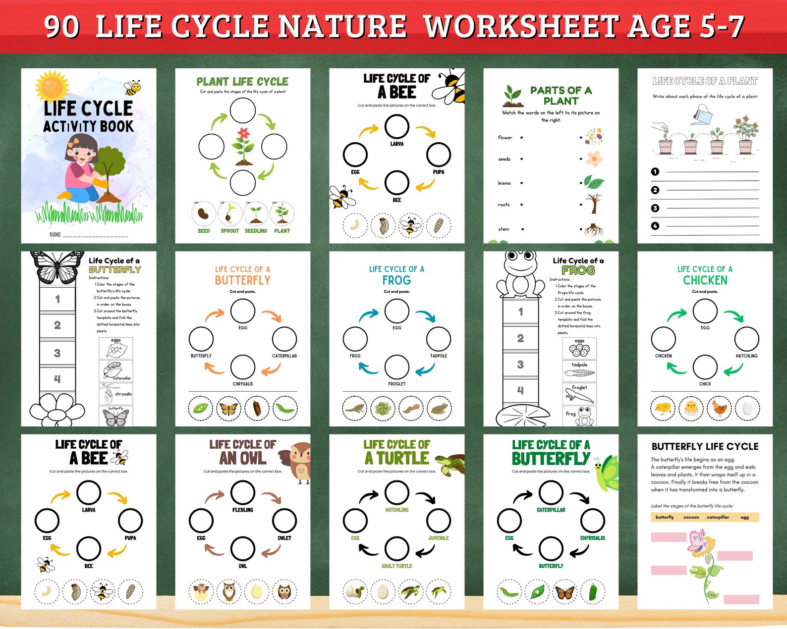 Life Cycle Worksheet, Butterfly Life Cycle Worksheet, Activity Life ...