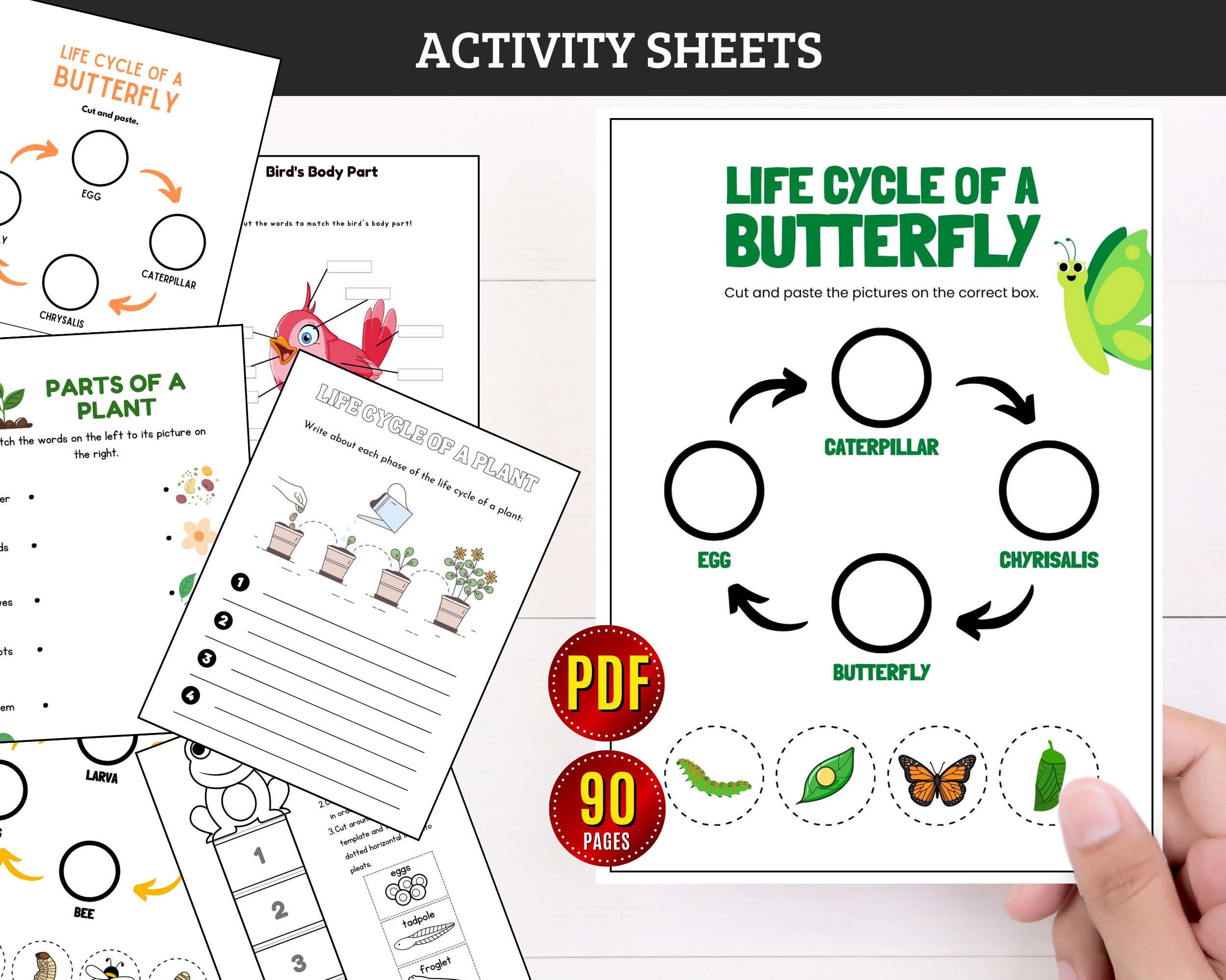 Life Cycle Worksheet, Butterfly Life Cycle Worksheet, Activity Life ...
