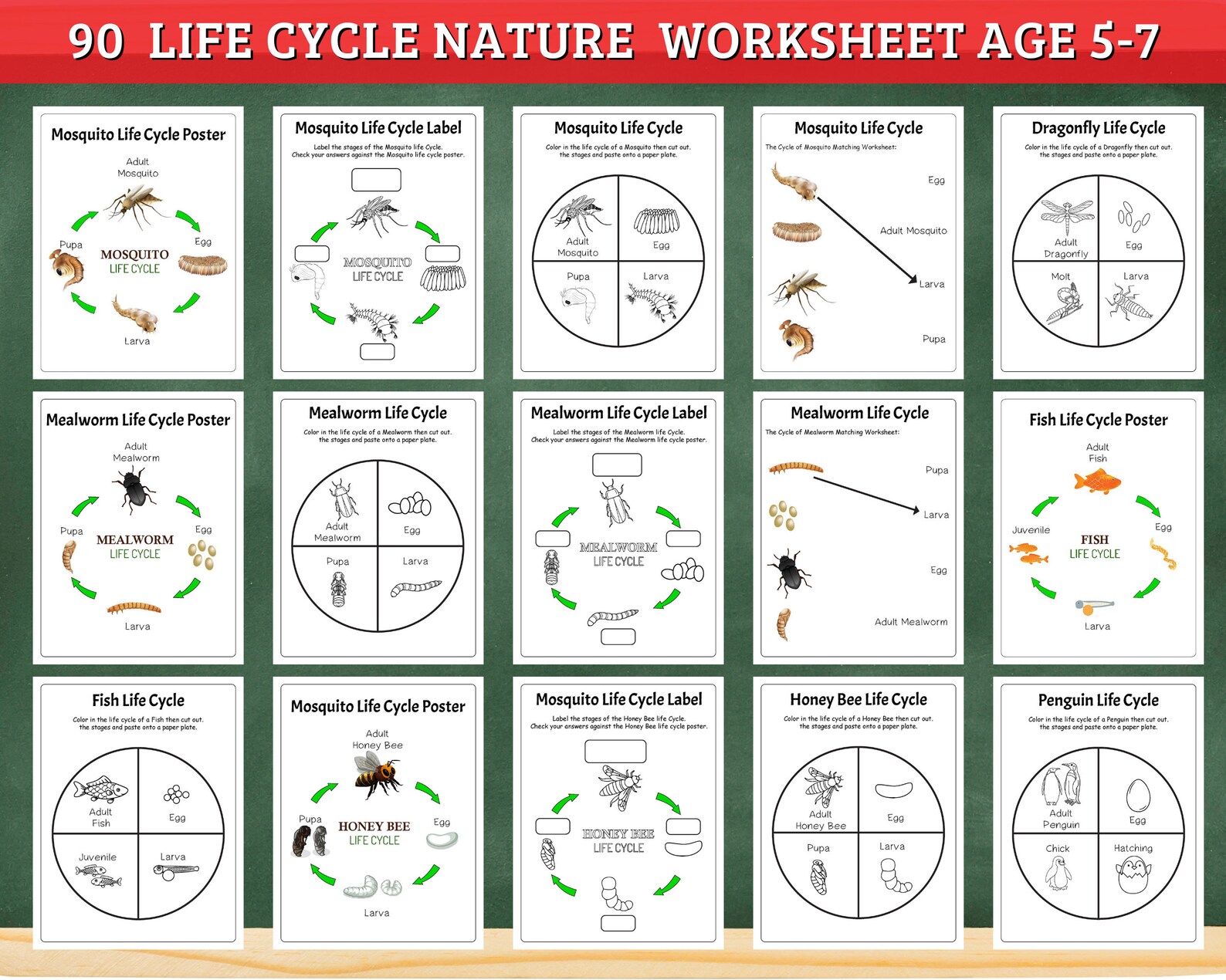 Life Cycle Worksheet, Butterfly Life Cycle Worksheet, Activity Life ...