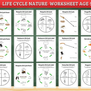 Life Cycle Worksheet, Butterfly Life Cycle Worksheet, Activity Life ...