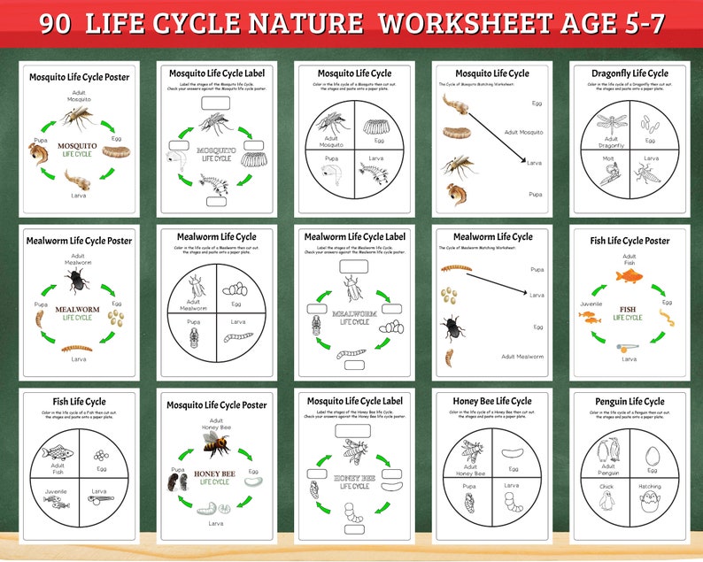 Life Cycle Worksheet, Butterfly Life Cycle Worksheet, Activity Life ...