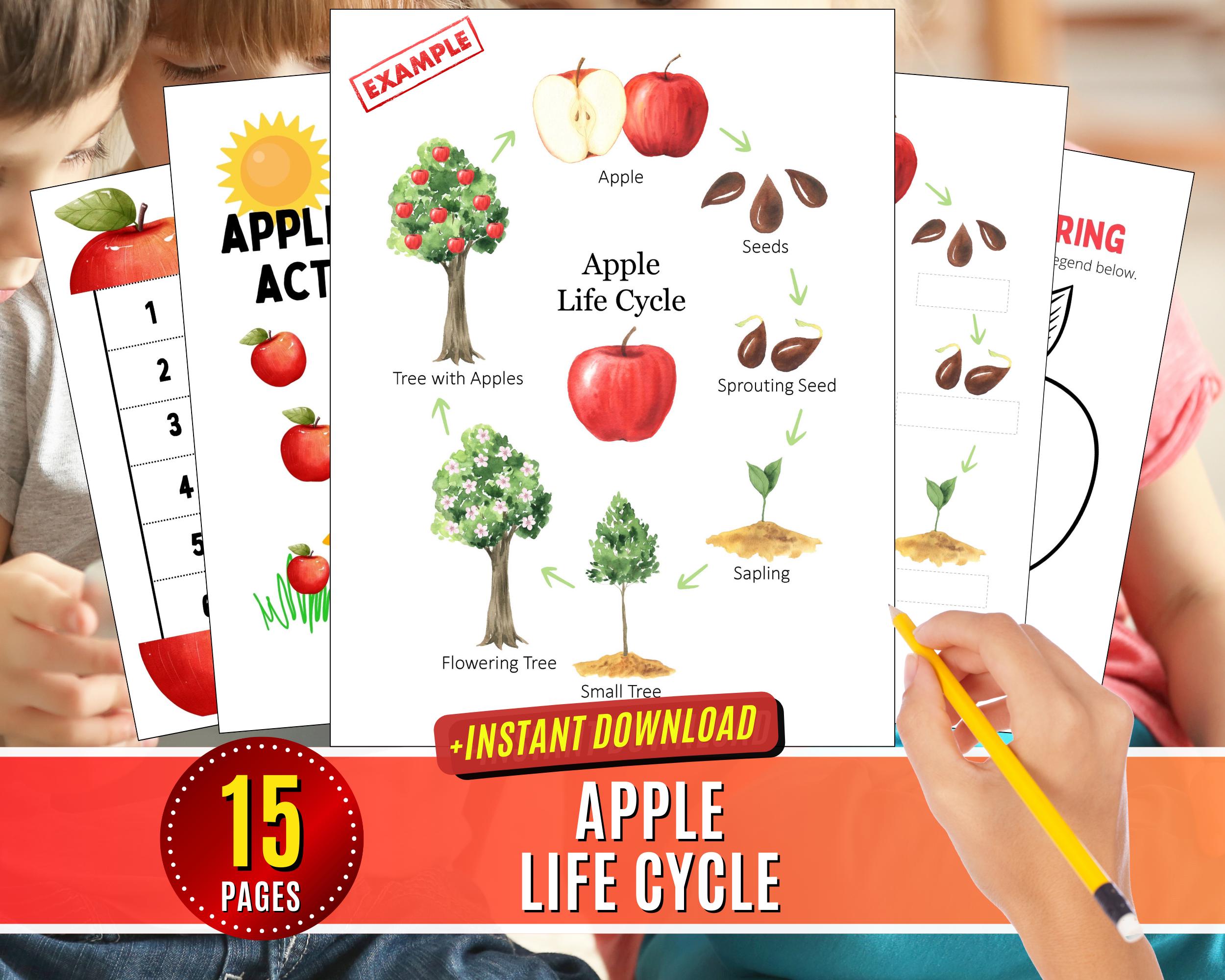 Apple Life Cycle Tree Science Unit Study Activity Workbook Apple ...