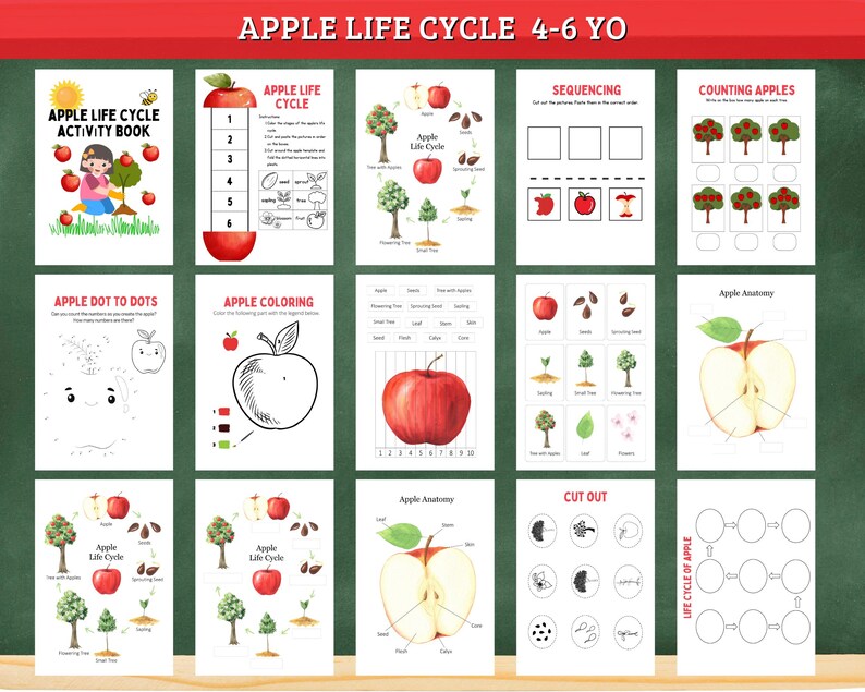 Apple Life Cycle Tree Science Unit Study Activity Workbook Apple ...