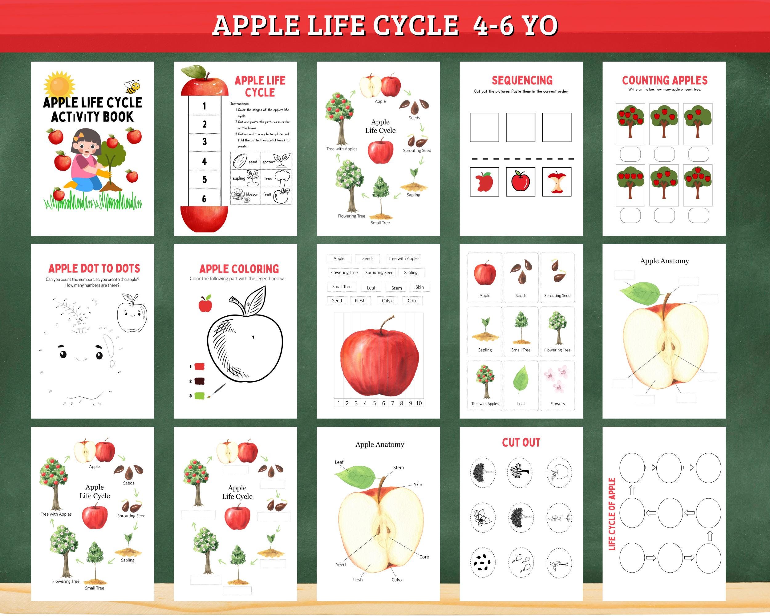 Apple Life Cycle Tree Science Unit Study Activity Workbook Apple ...