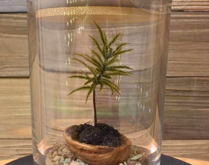 Micro Grove With Live Tree Moss in Wallnut Shell Terrarium Kit - Etsy