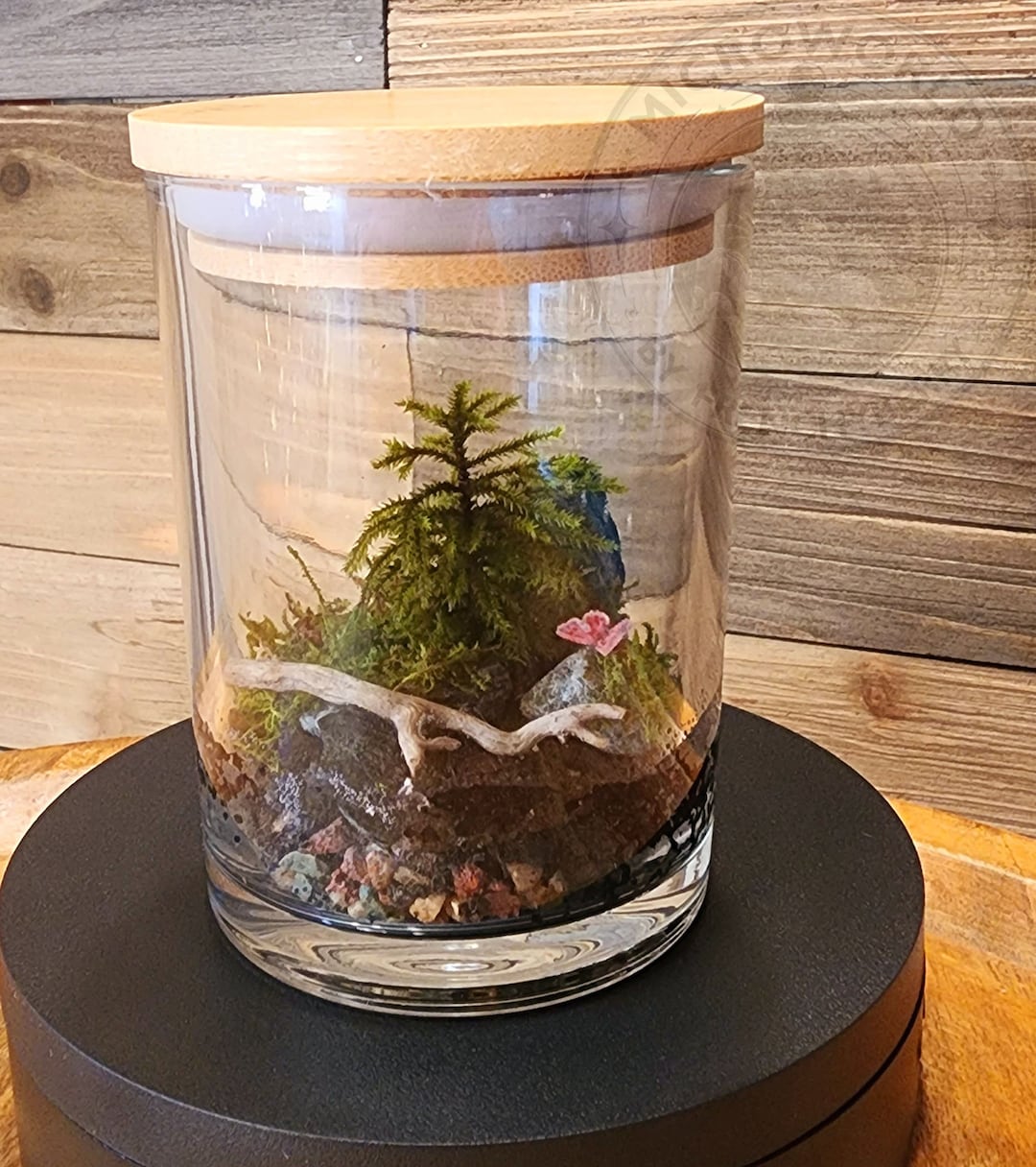 Mini Terrarium With Live Tree Moss Kit - Etsy