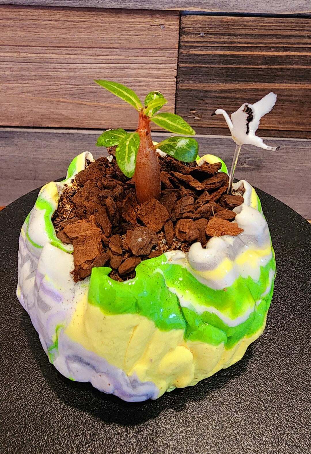 VERY RARE Adenium Nova F2, Seedling, Bonsai, Succulent, Pink/red ...