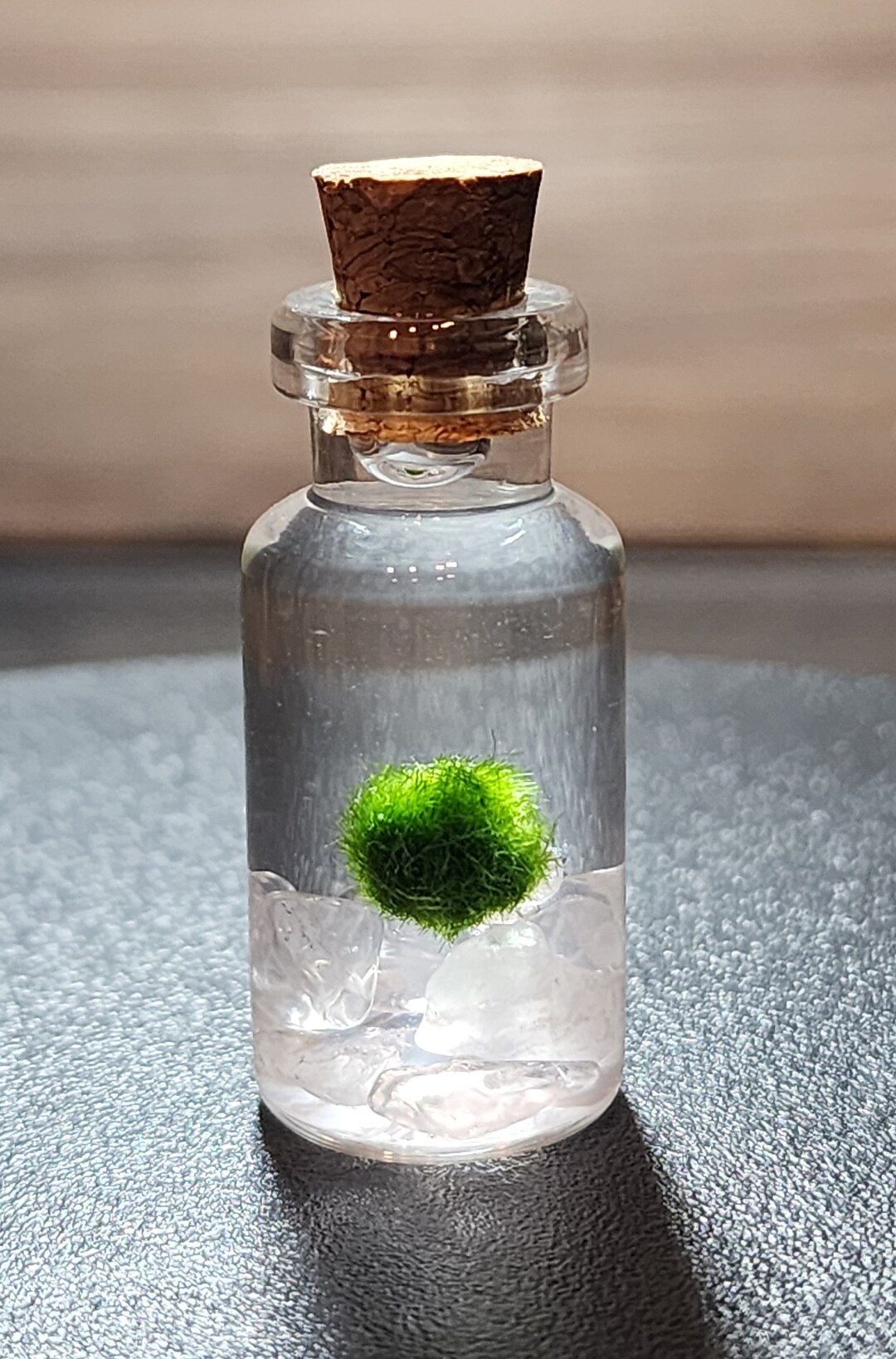 Rose Quarz Aquascape Mini Closed Ecosystem, Live Nano Java Moss ...