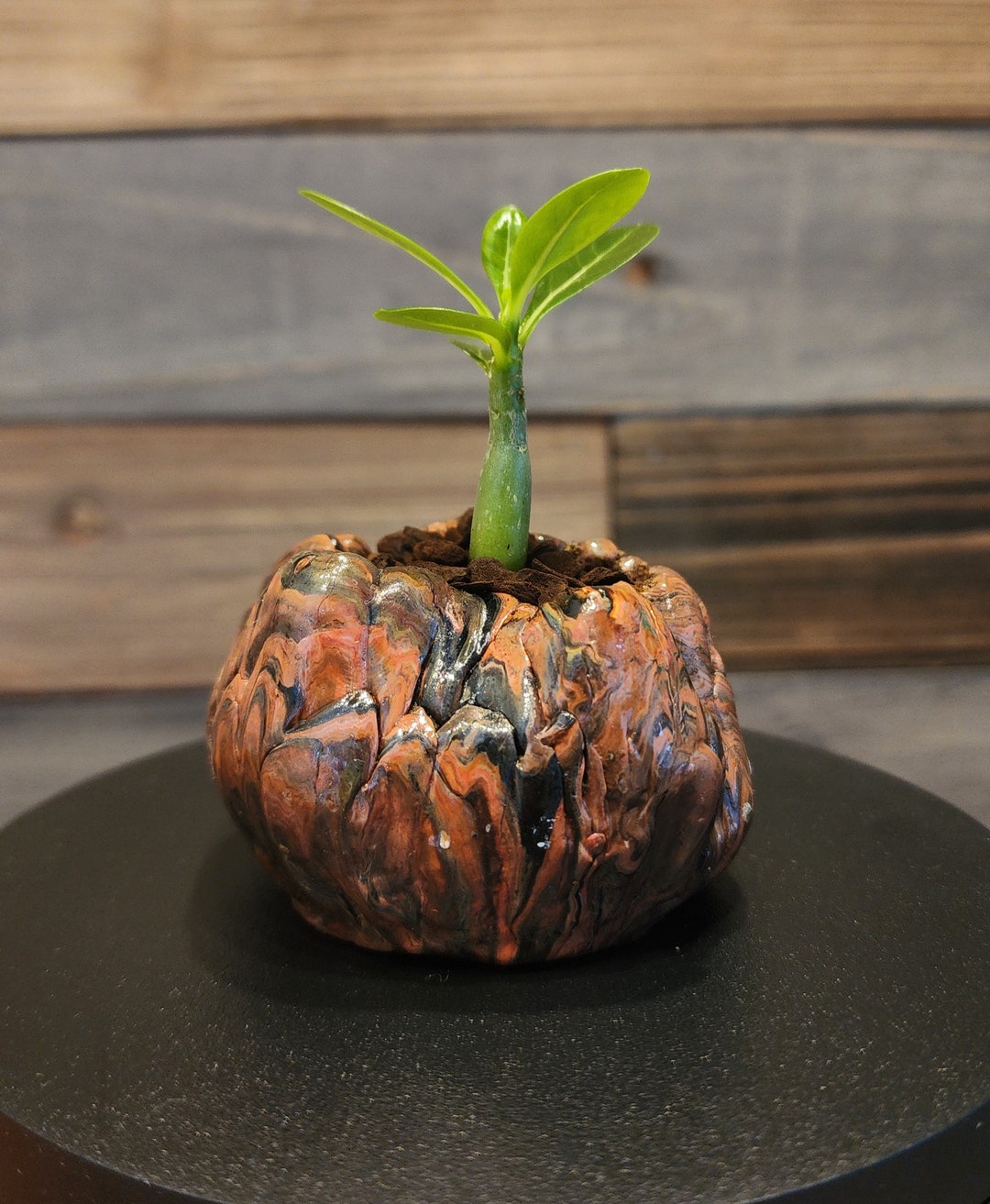 VERY RARE Adenium Arabicum Rachinee Seedling, Bonsai, Succulent, Pink ...