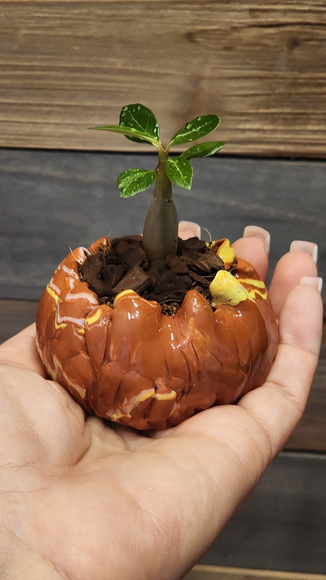 VERY RARE Adenium Arabicum Somalense Thai Siam Seedling, Bonsai ...