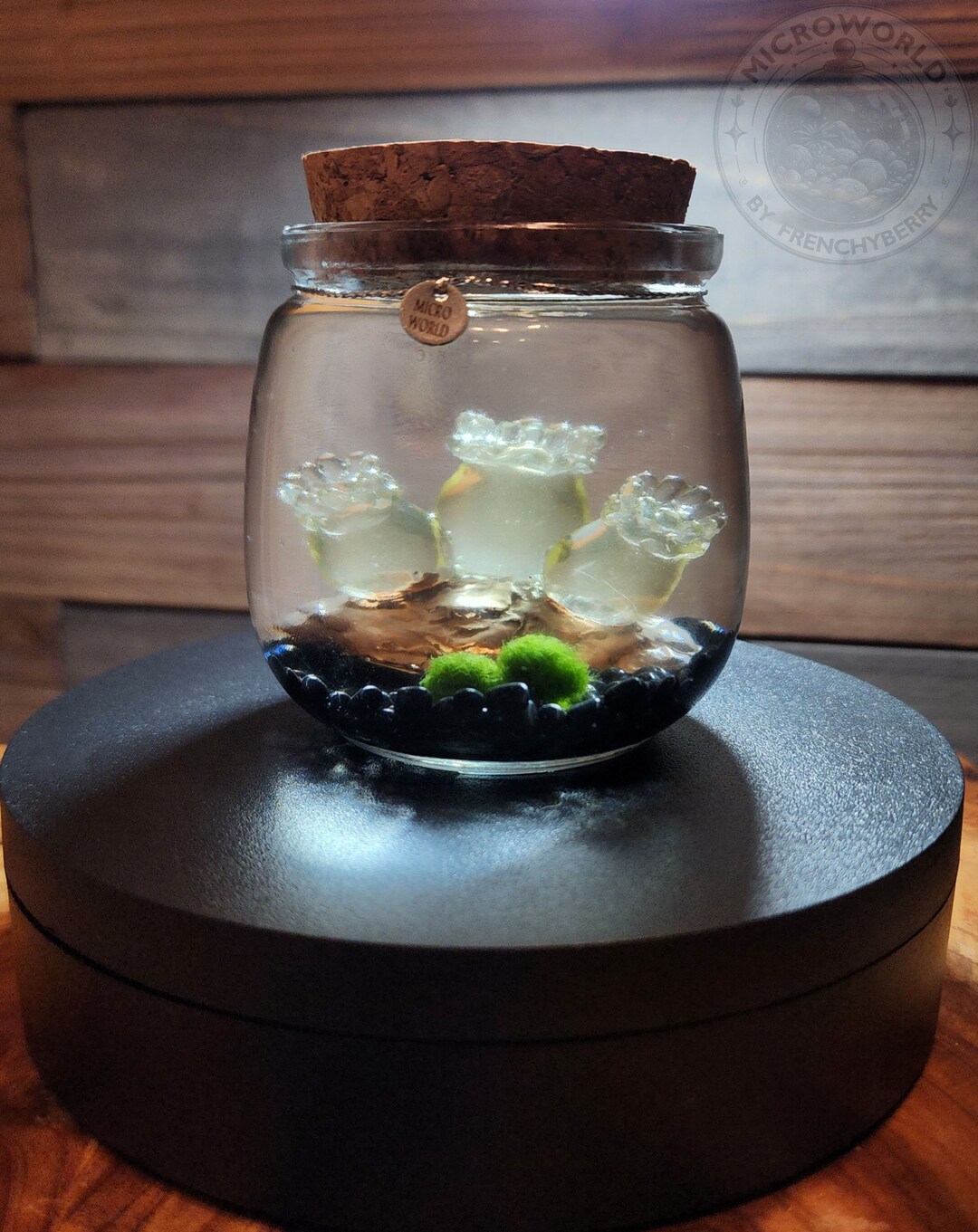 Cute Mini Aqua Terrarium Kit With Two Live Aquatic Moss Balls With ...