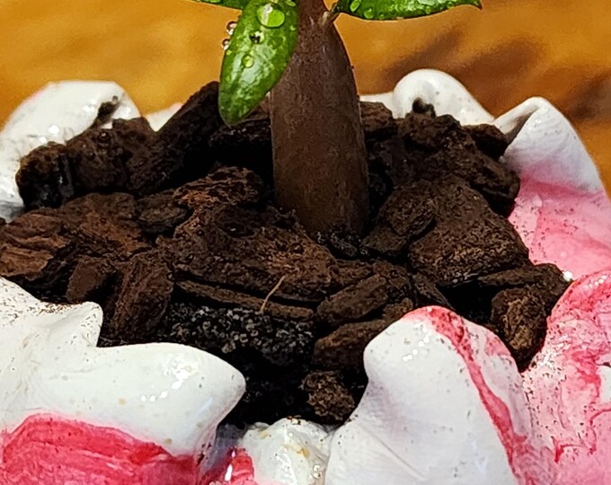 ABSOLUTELY RARE Adenium Nova F2 Seedling, Bonsai, Succulent, Pink/red ...
