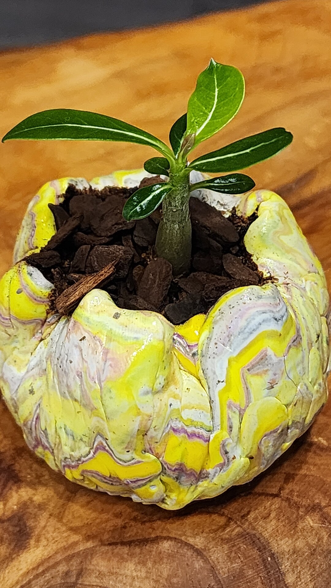 VERY RARE Adenium Multiflorum Seedling, Bonsai, Succulent, Pink/red ...