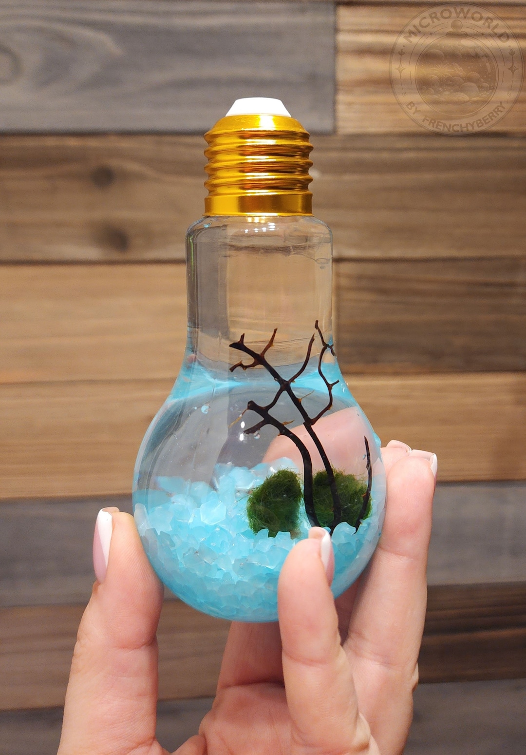 Let's GLOW Terrarium Mini Closed Ecosystem, Live Nano Java Moss ...