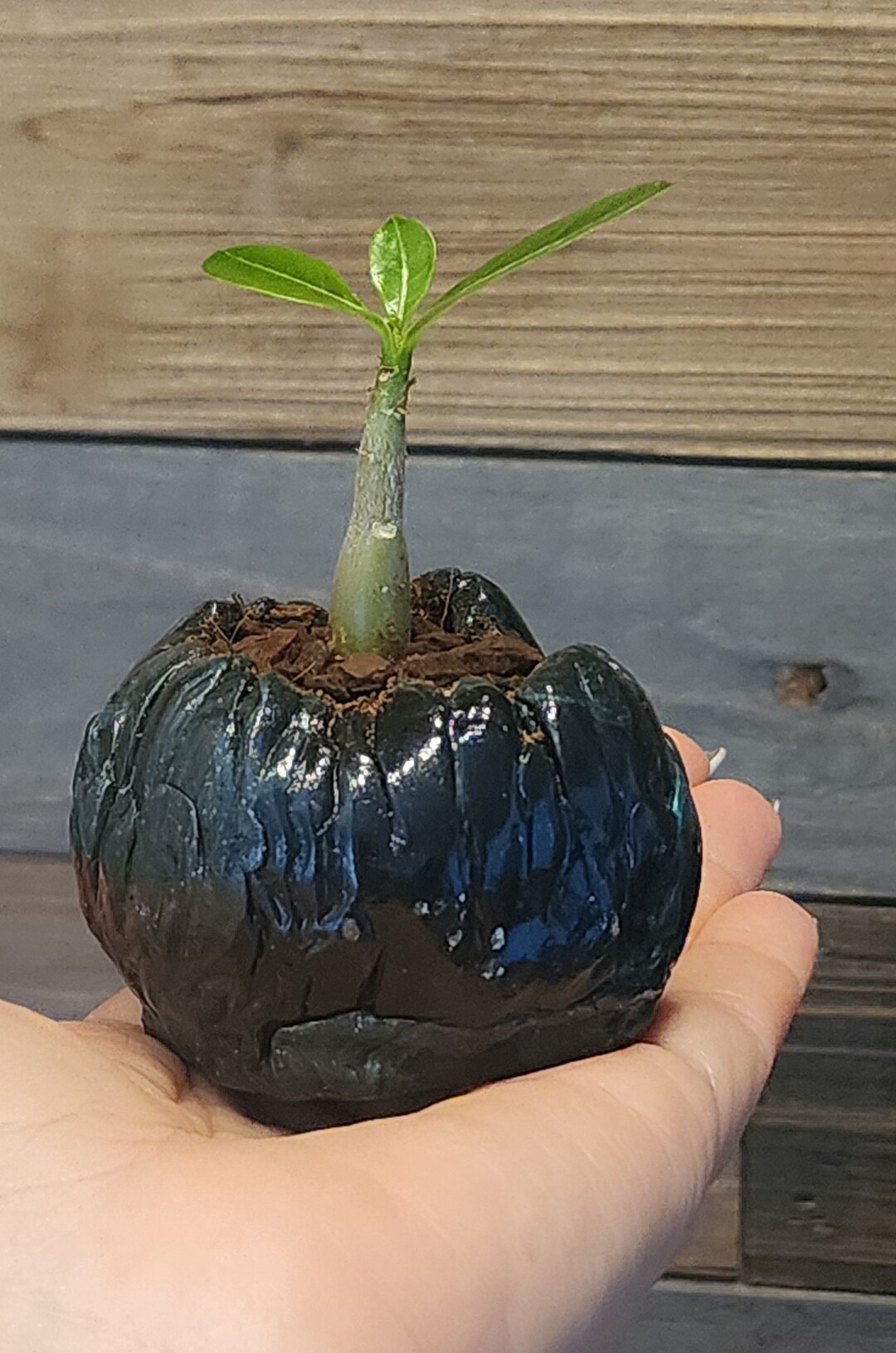 VERY RARE Adenium Arabicum Rachinee Seedling, Bonsai, Succulent, Pink ...