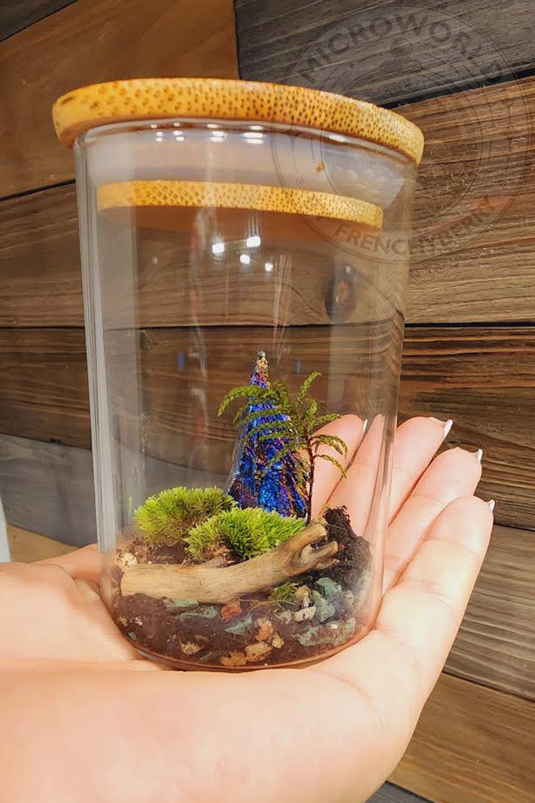 Mini Terrarium Kit With Live Tree Moss, Cushion Moss, Rainbow Cristal ...