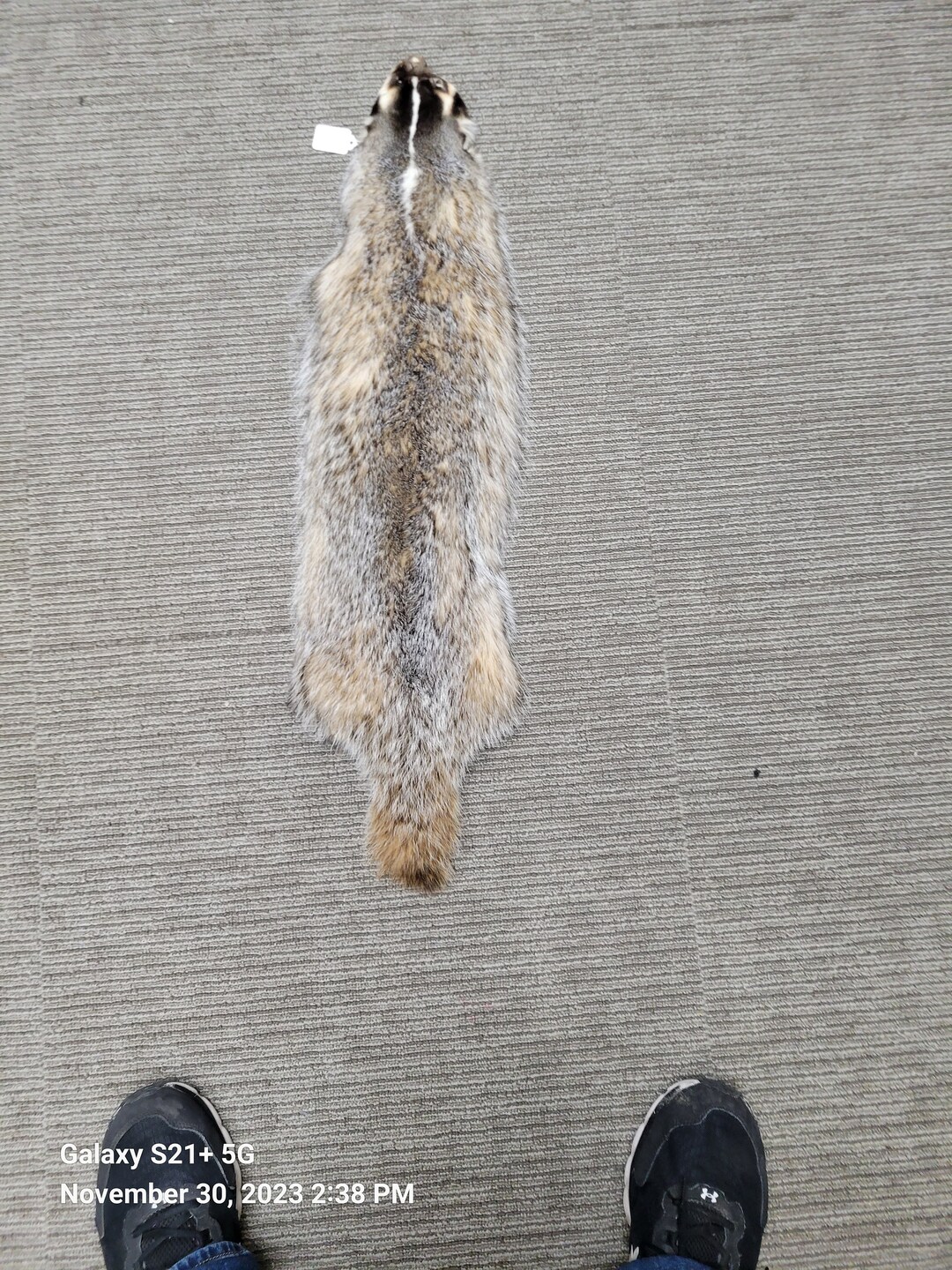 Tanned Badger - Etsy