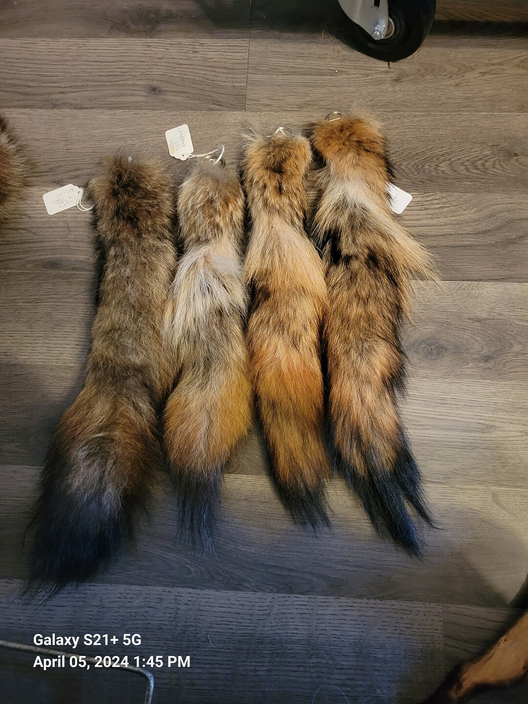 Tanned Coyote Tail Keychains - Etsy