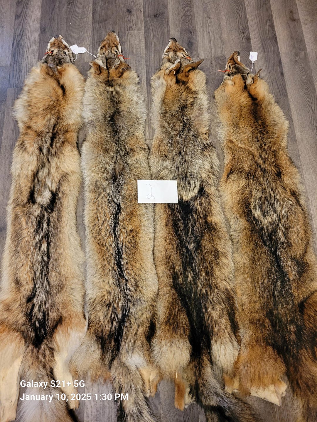 Garment Tanned Midwest Coyotes - Etsy