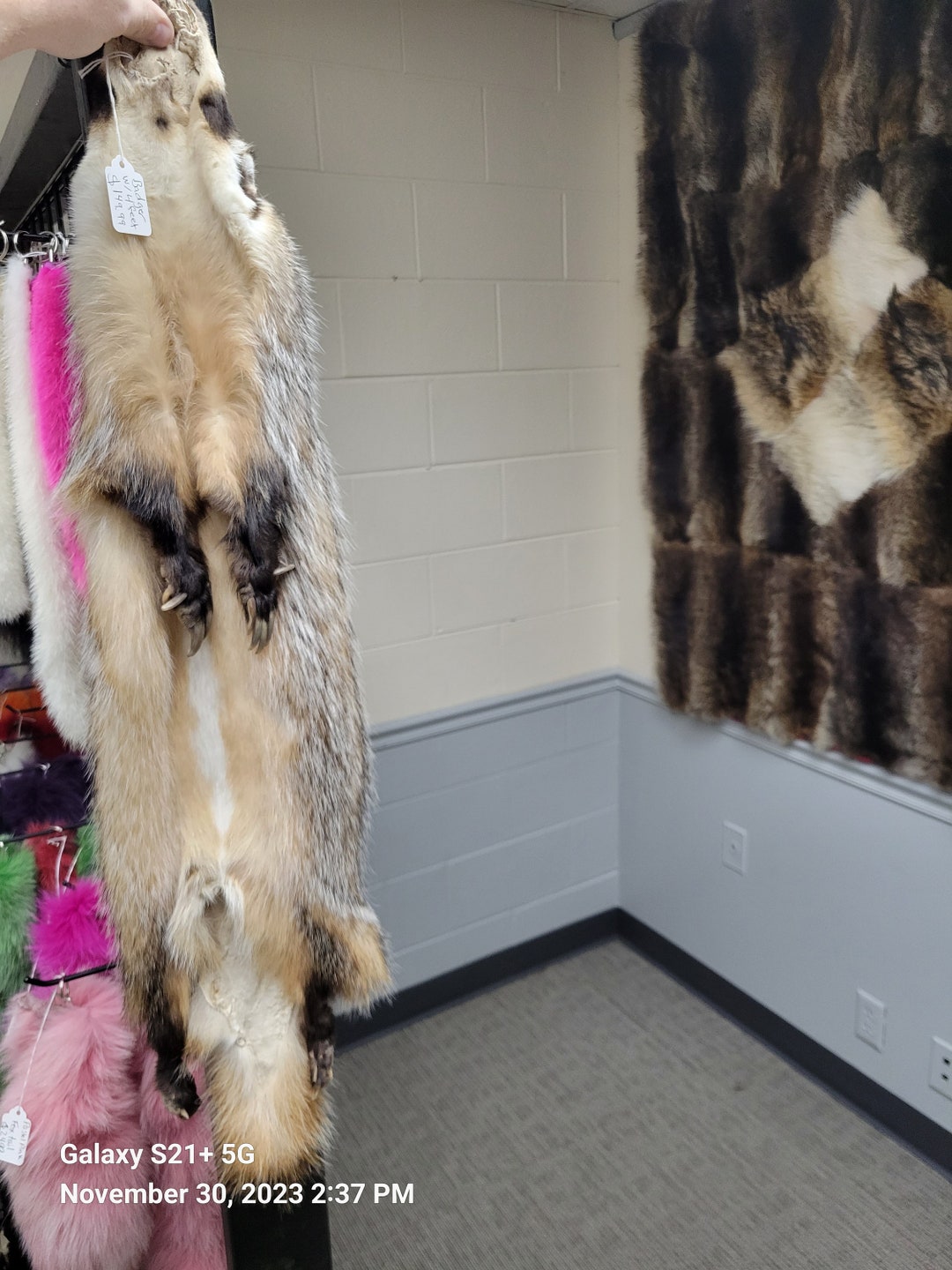 Tanned Badger W / 4 Feet - Etsy