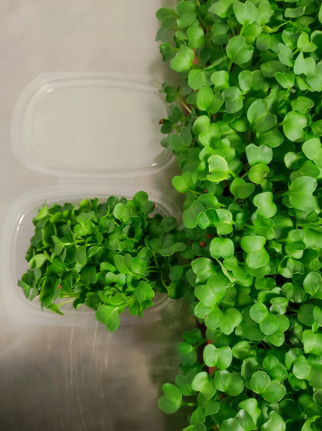 Microgreens Powder, Fresh Dried - Etsy