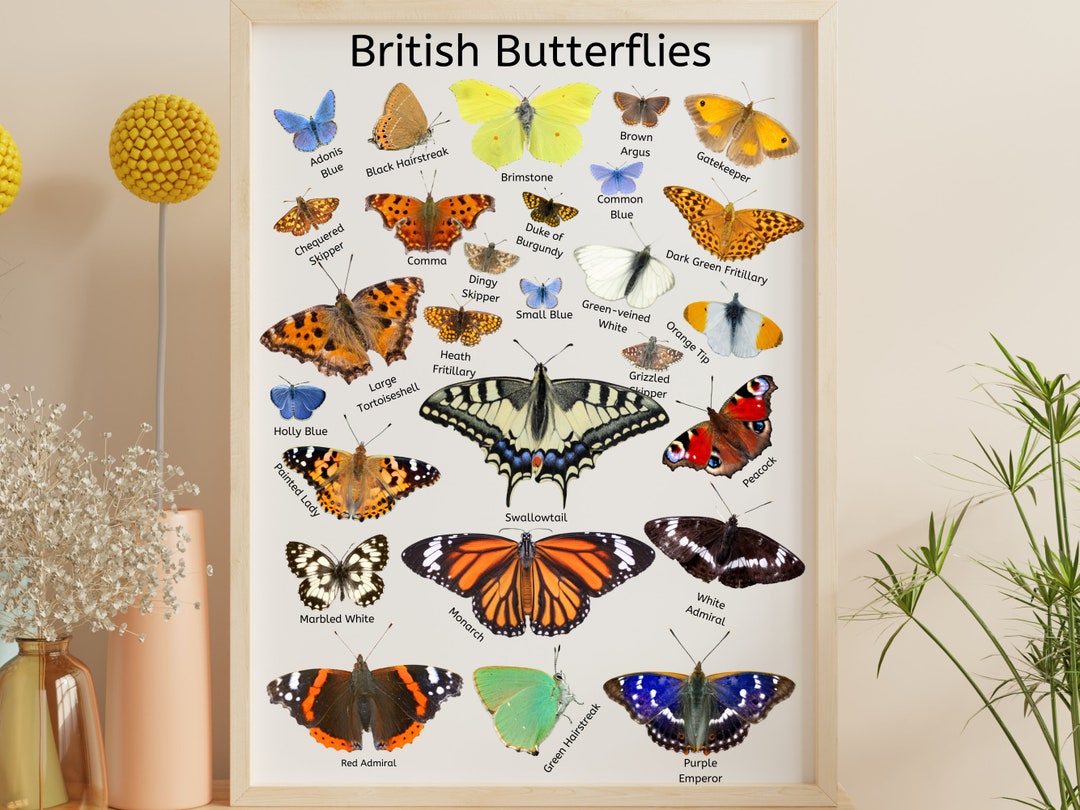 British Butterflies Poster A4, Printable Wall Art, Montessori Classroom ...