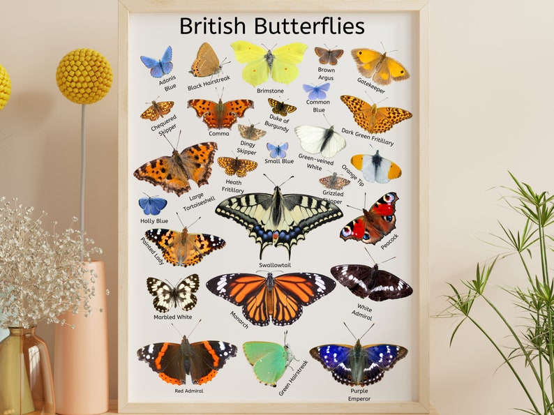 British Butterflies Poster A4, Printable Wall Art, Montessori Classroom ...