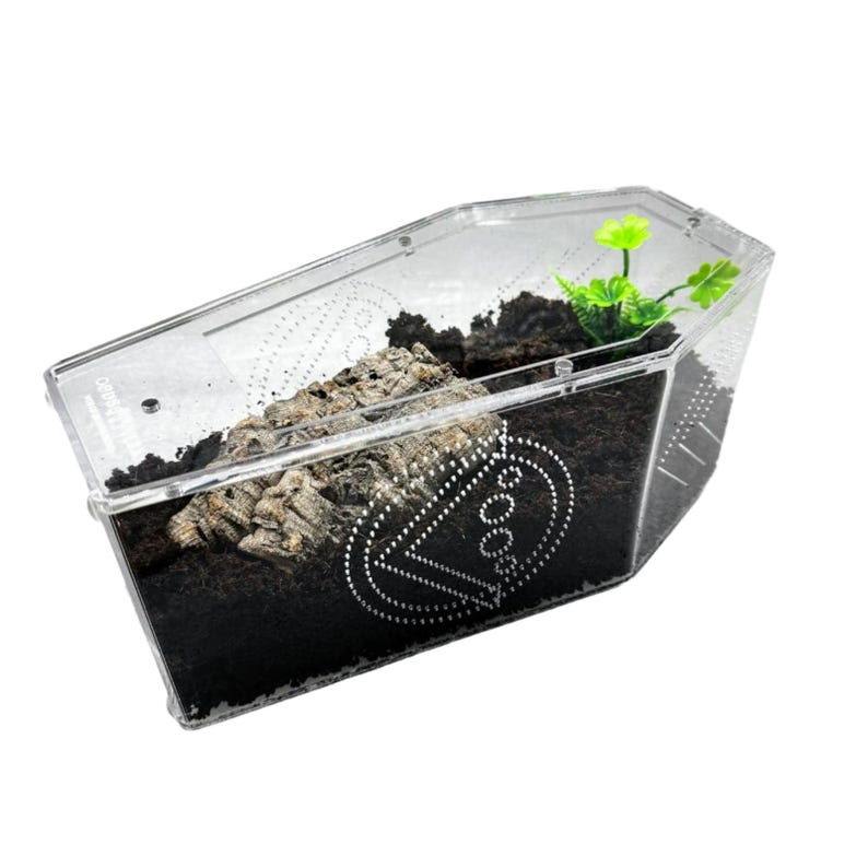 Loculus - Coffin Enclosure - Large - Spider Habitat - NEW ARRIVAL! - Etsy