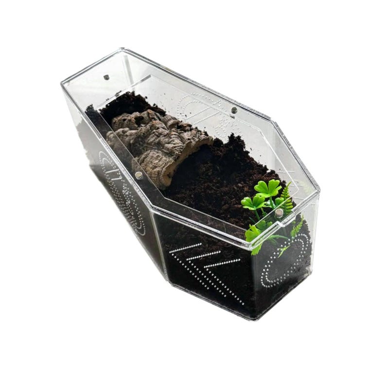 Loculus - Coffin Enclosure - Large - Spider Habitat - NEW ARRIVAL! - Etsy