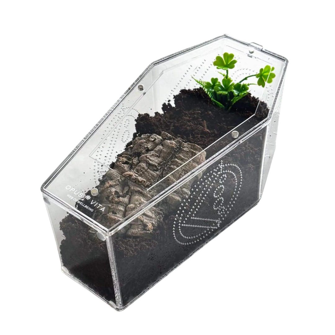 Loculus - Coffin Enclosure - Large - Spider Habitat - NEW ARRIVAL! - Etsy