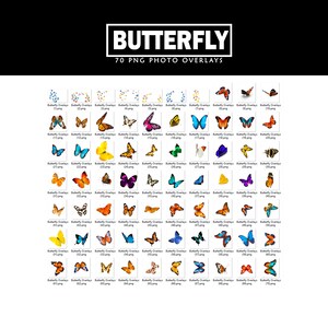Butterfly Overlays Flying Butterflies Overlay Moth Realistic Butterfly ...