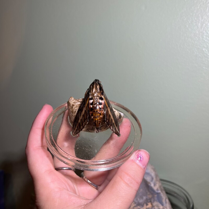 Hummingbird Moth - Etsy