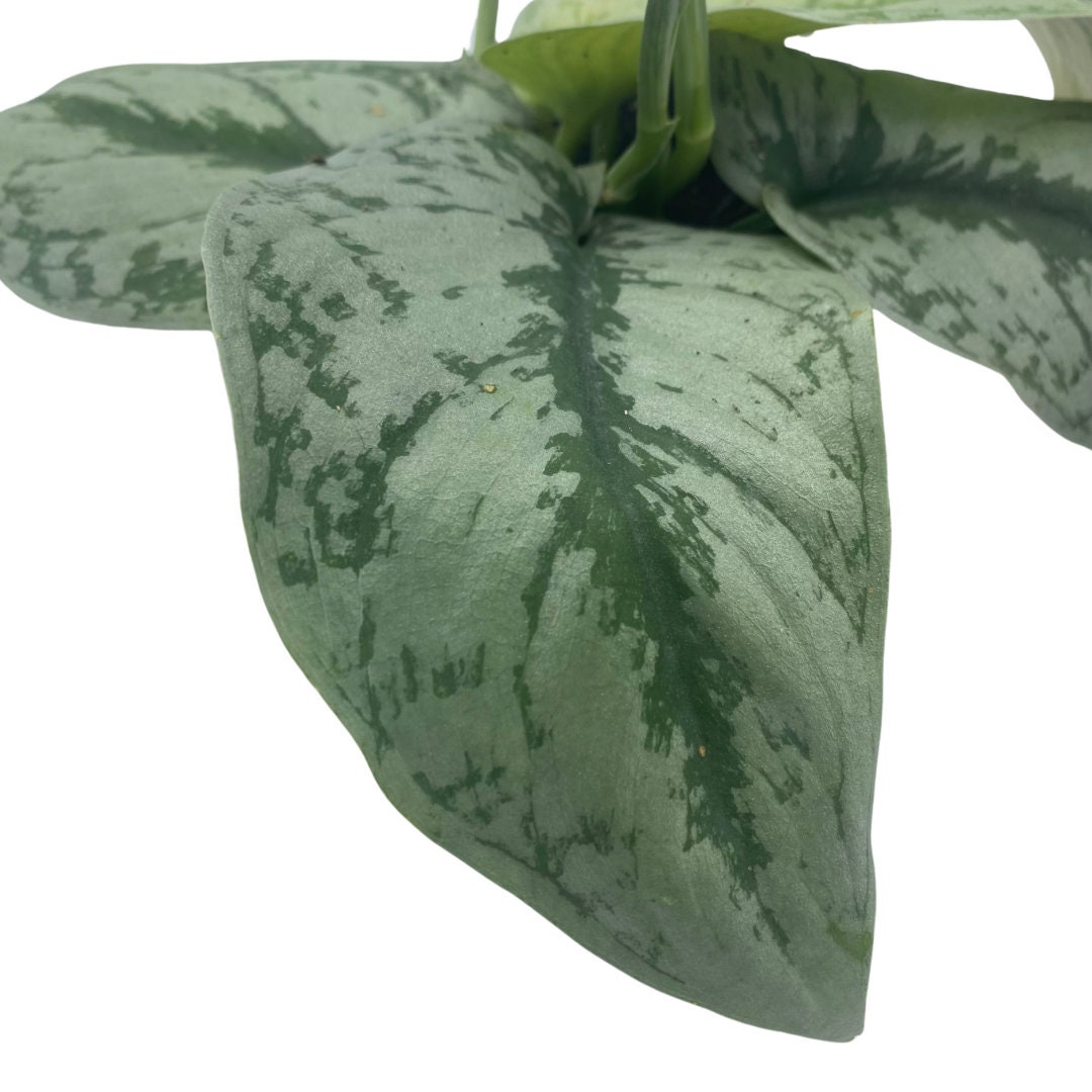 Satin Pothos, Scindapsus Pictus 4 Pot Live Plant, Lush, Elegant, Indoor ...