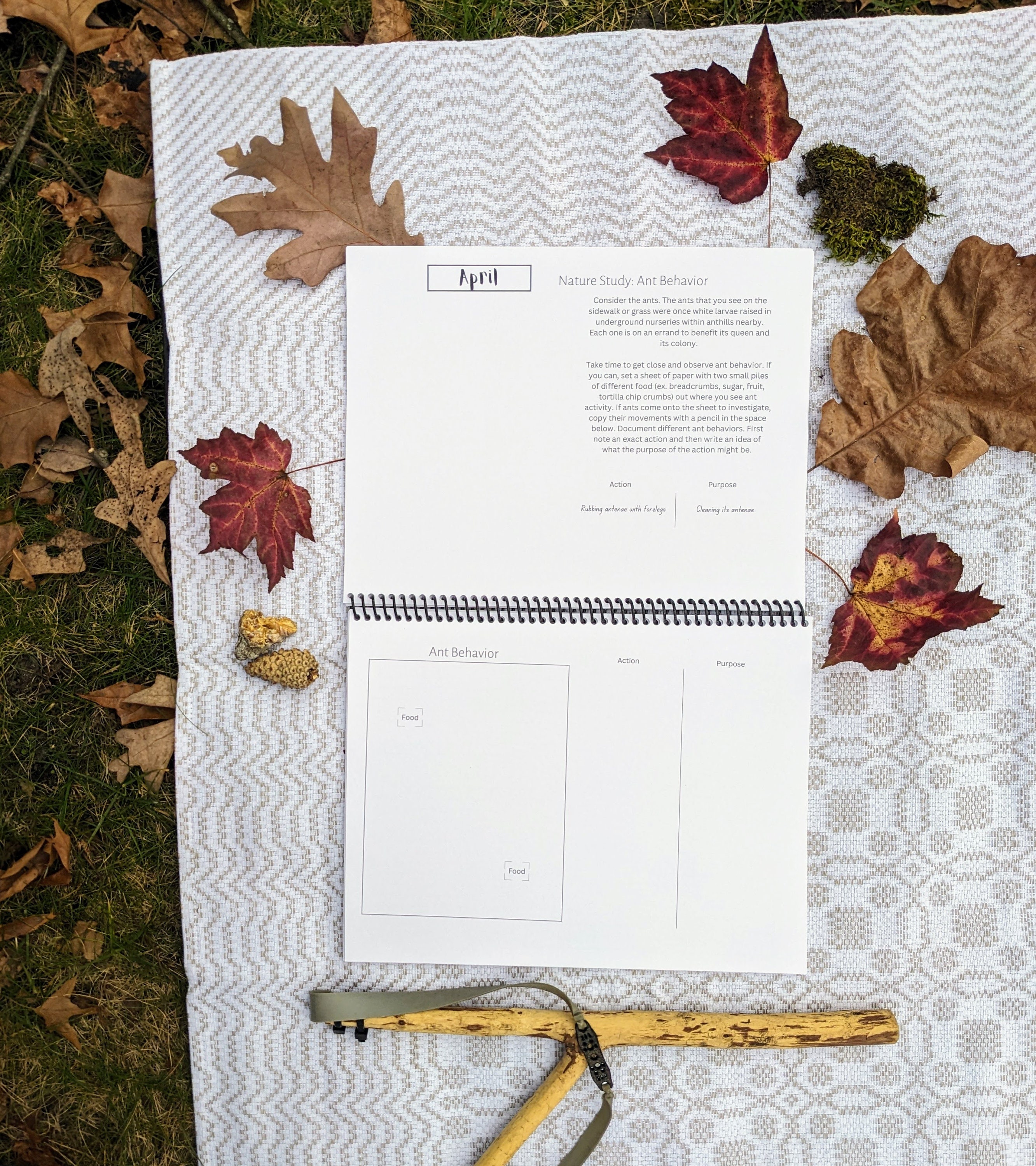 Nature Study Journal Calendar of Firsts Charlotte Mason - Etsy