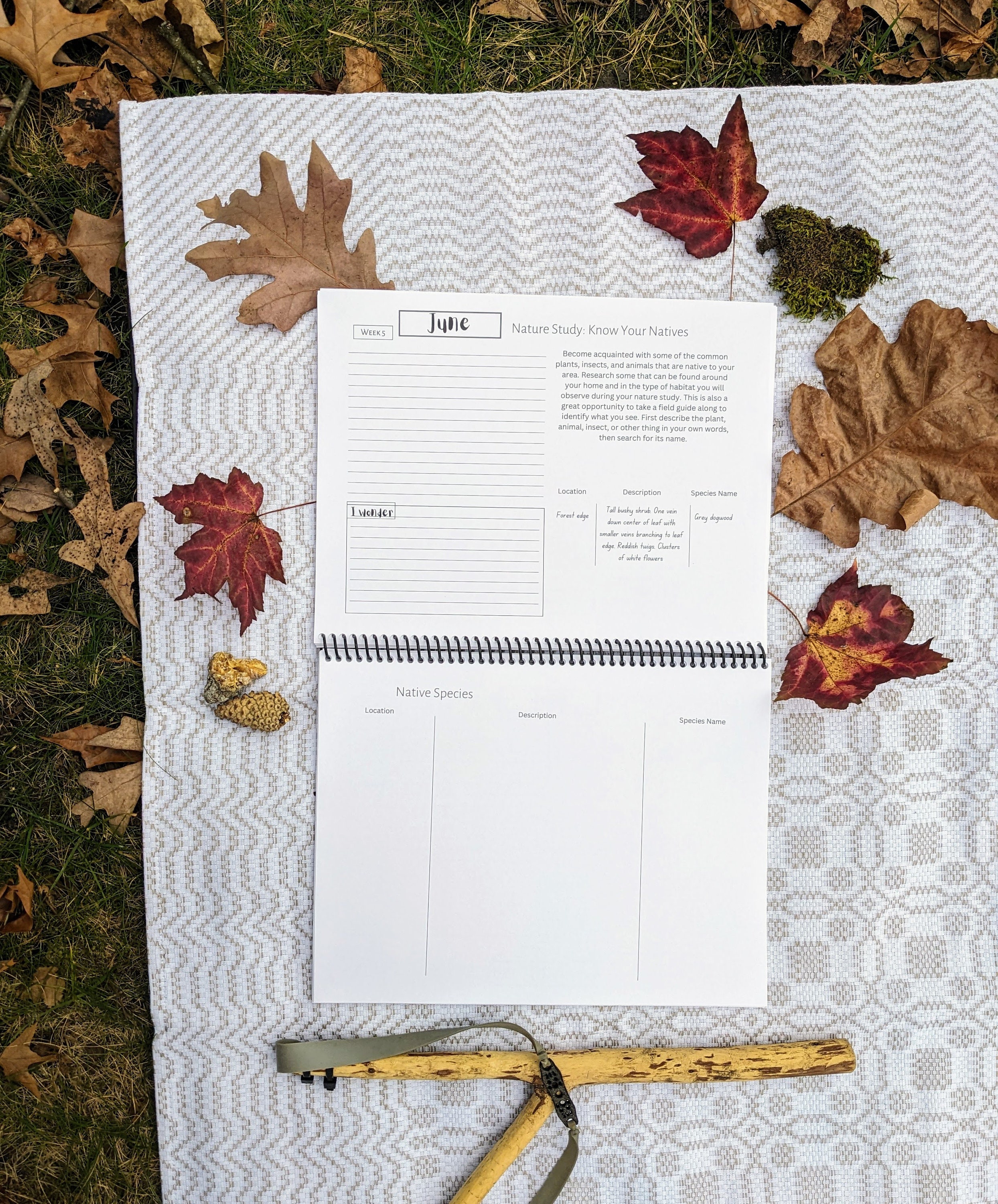 Nature Study Journal Calendar of Firsts Charlotte Mason - Etsy