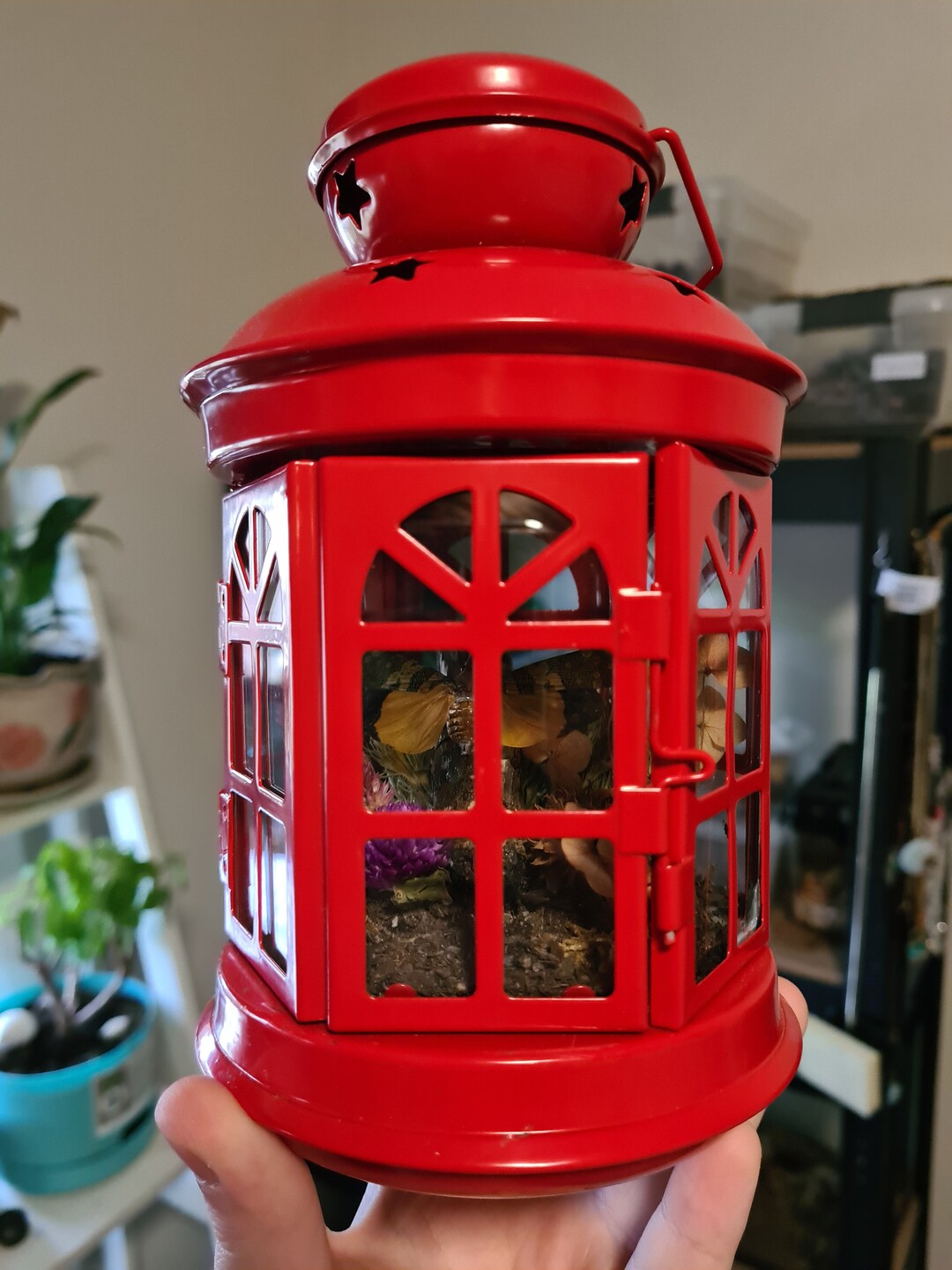 Lantern Fly in A Lantern - Etsy