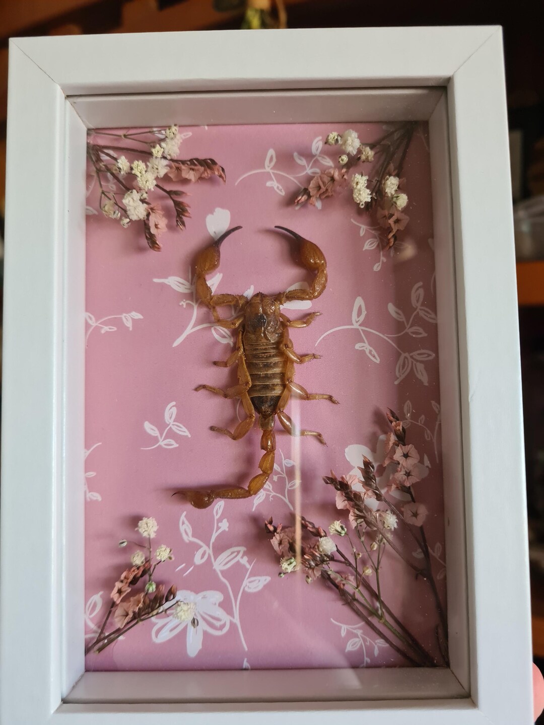 Scorpion australian Desert Framed - Etsy