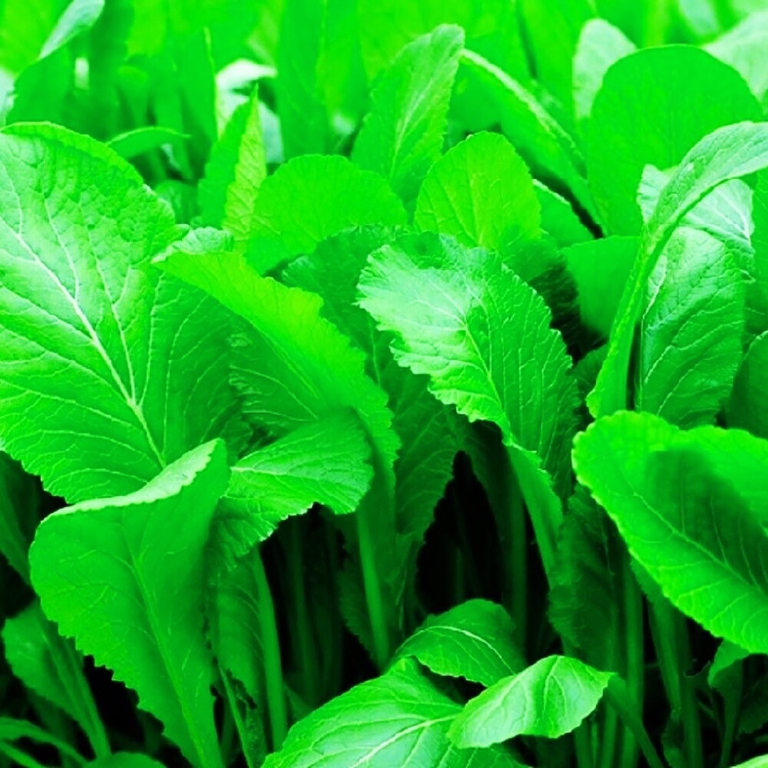 500 Seeds Florida Broadleaf Mustard Seed Heirloom Greens - Etsy
