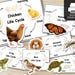 Animal Life Cycle Busy Book Printable Activity for Kindergarten - Etsy UK