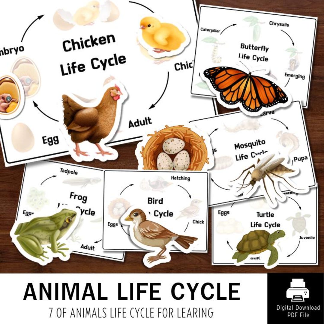 Animal Life Cycle Busy Book Printable Activity for Kindergarten - Etsy UK