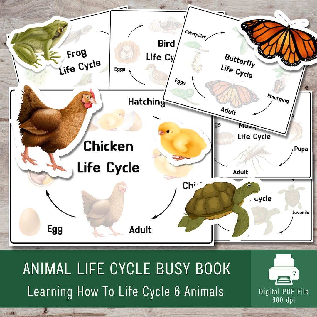 Animal Life Cycle Busy Book Printable Activity for Kindergarten - Etsy