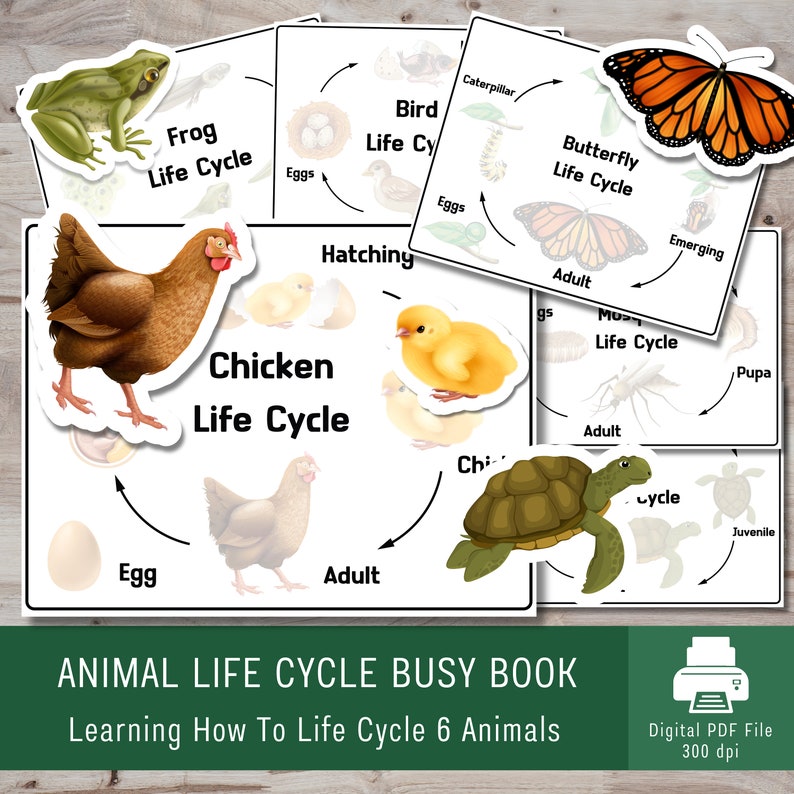 Animal Life Cycle Busy Book Printable Activity for Kindergarten - Etsy ...