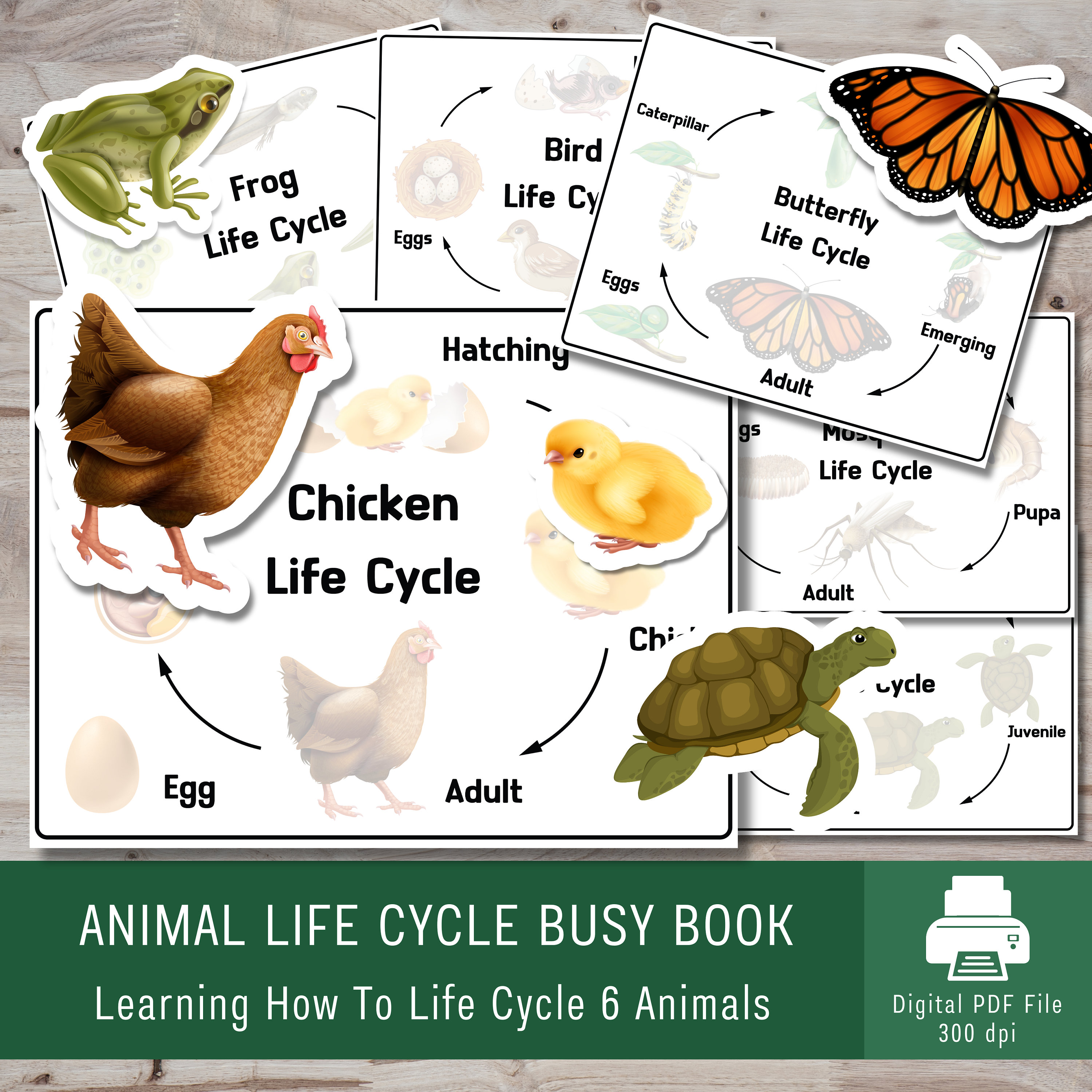 Animal Life Cycle Busy Book Printable Activity for Kindergarten - Etsy