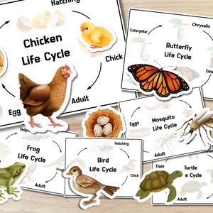 Animal Life Cycle Busy Book Printable Activity for Kindergarten - Etsy UK