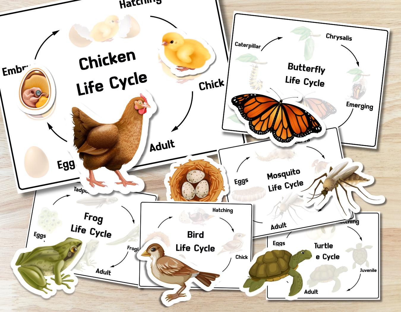 Animal Life Cycle Busy Book Printable Activity for Kindergarten - Etsy UK